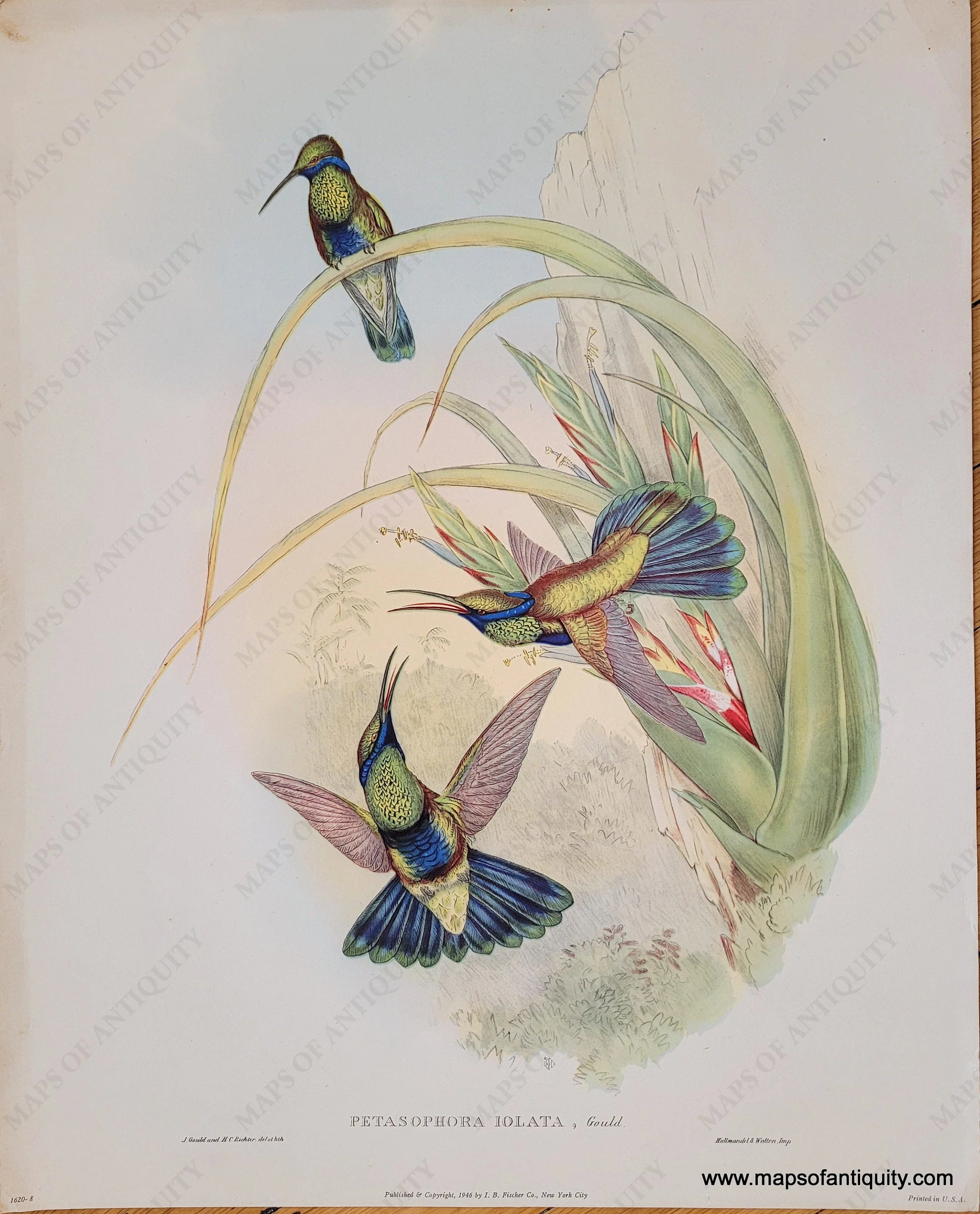 Vintage 1946 Print Hummingbirds Fischer – Maps of Antiquity