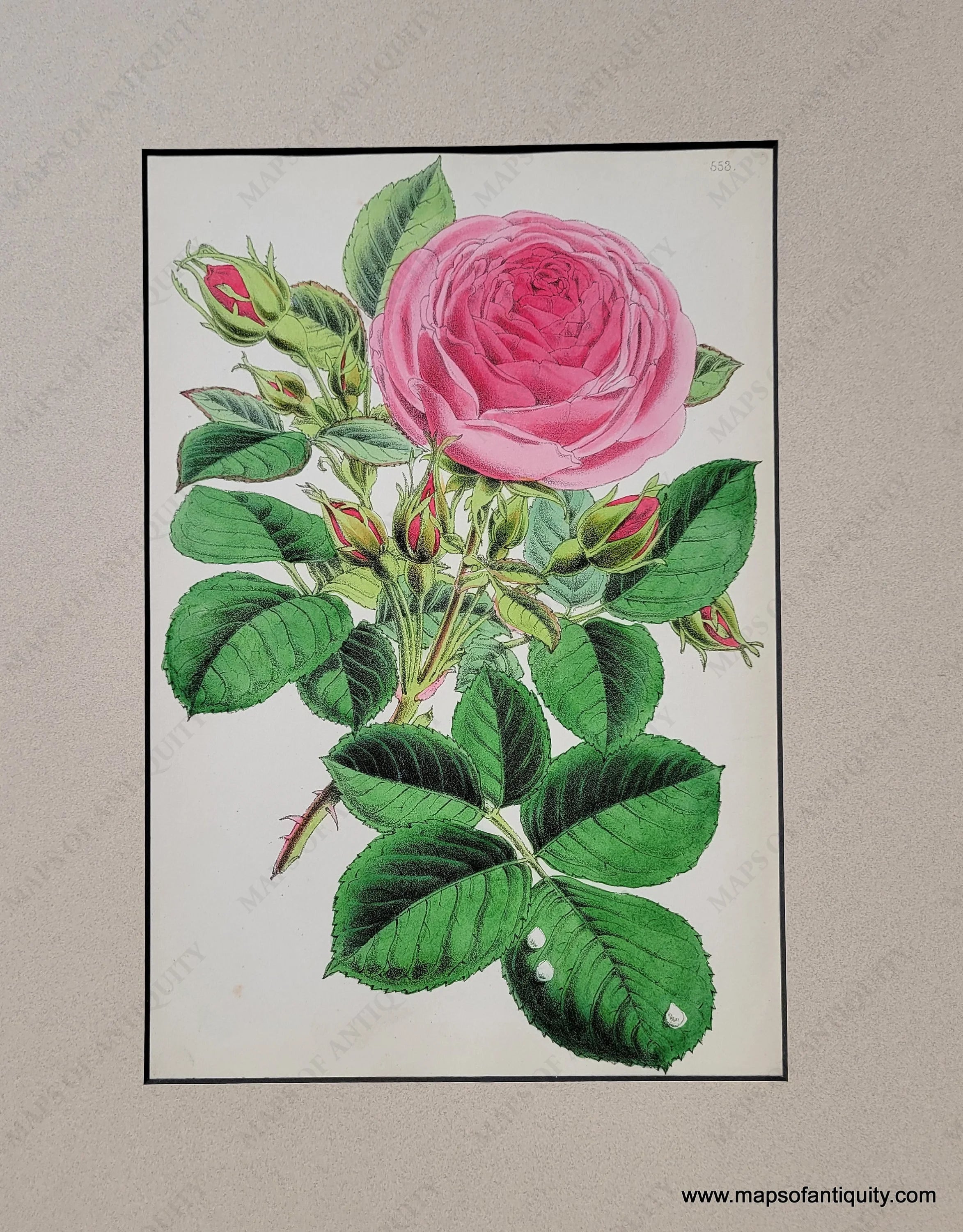 1850 Antique print Rose botanical flower plant – Maps of Antiquity