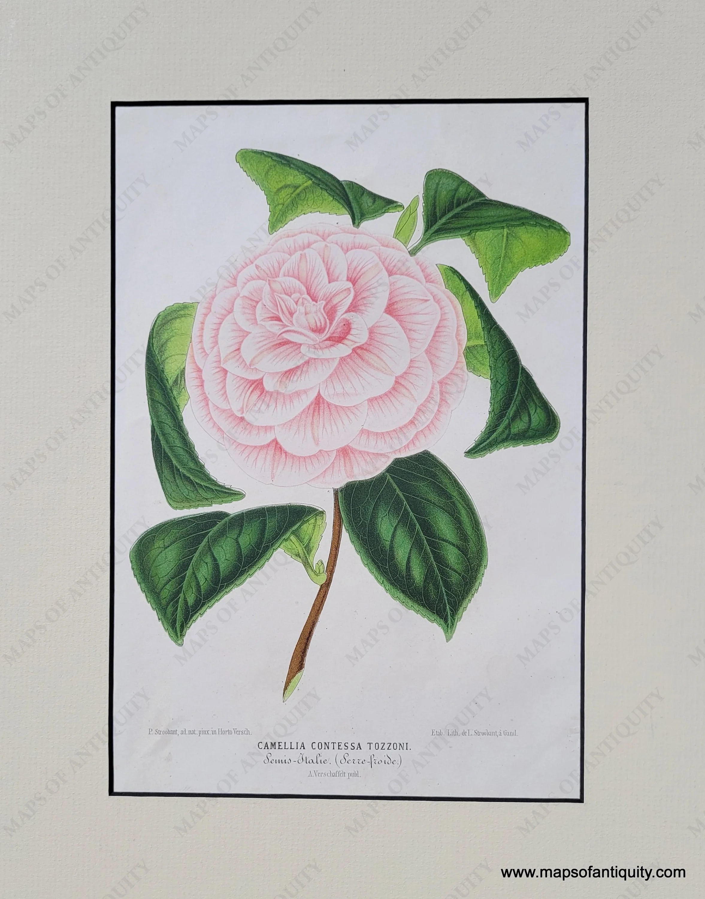 1870 Antique print Camellia botanical flower plant – Maps of Antiquity