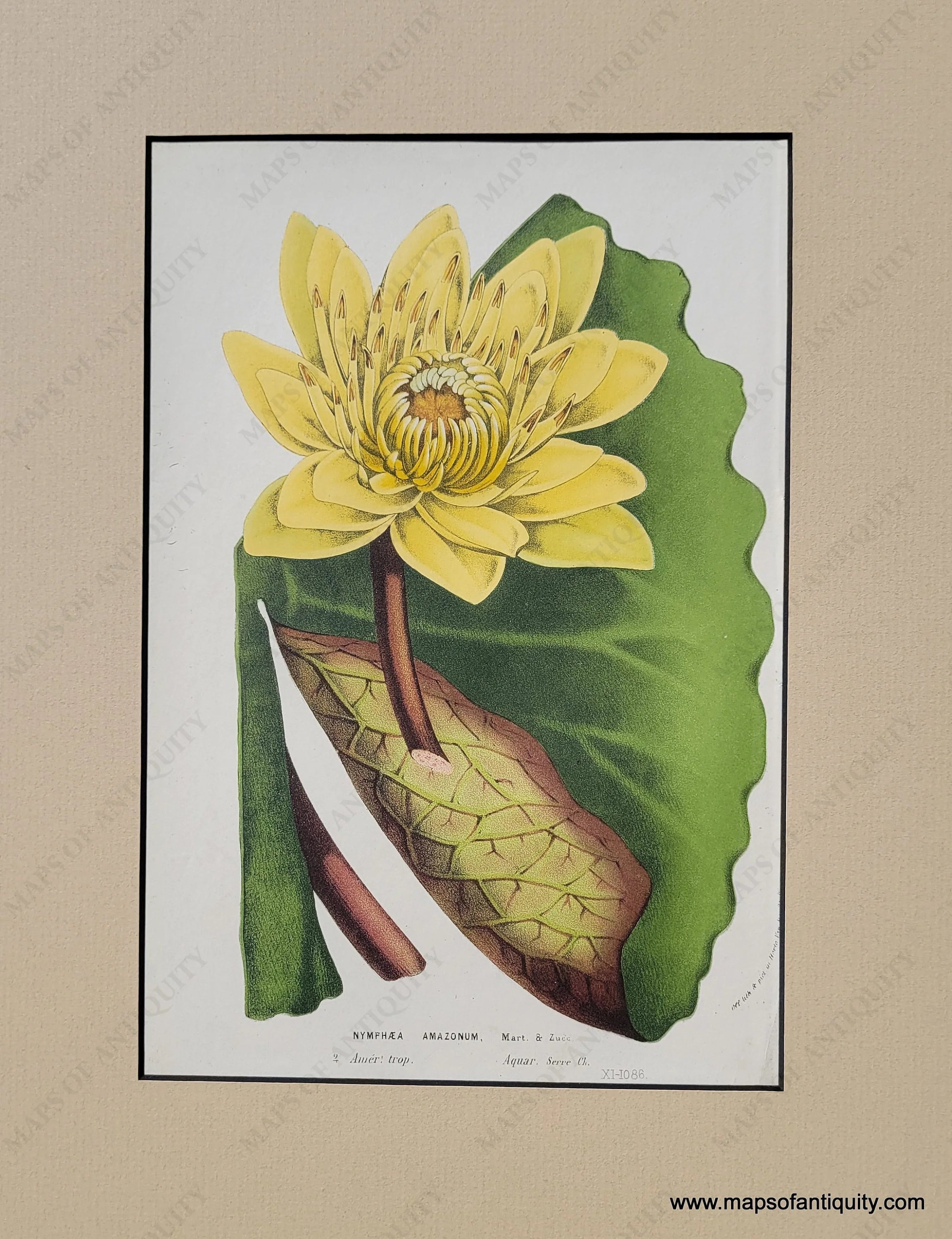 1850 Antique print Water Lily botanical flower plant – Maps of Antiquity