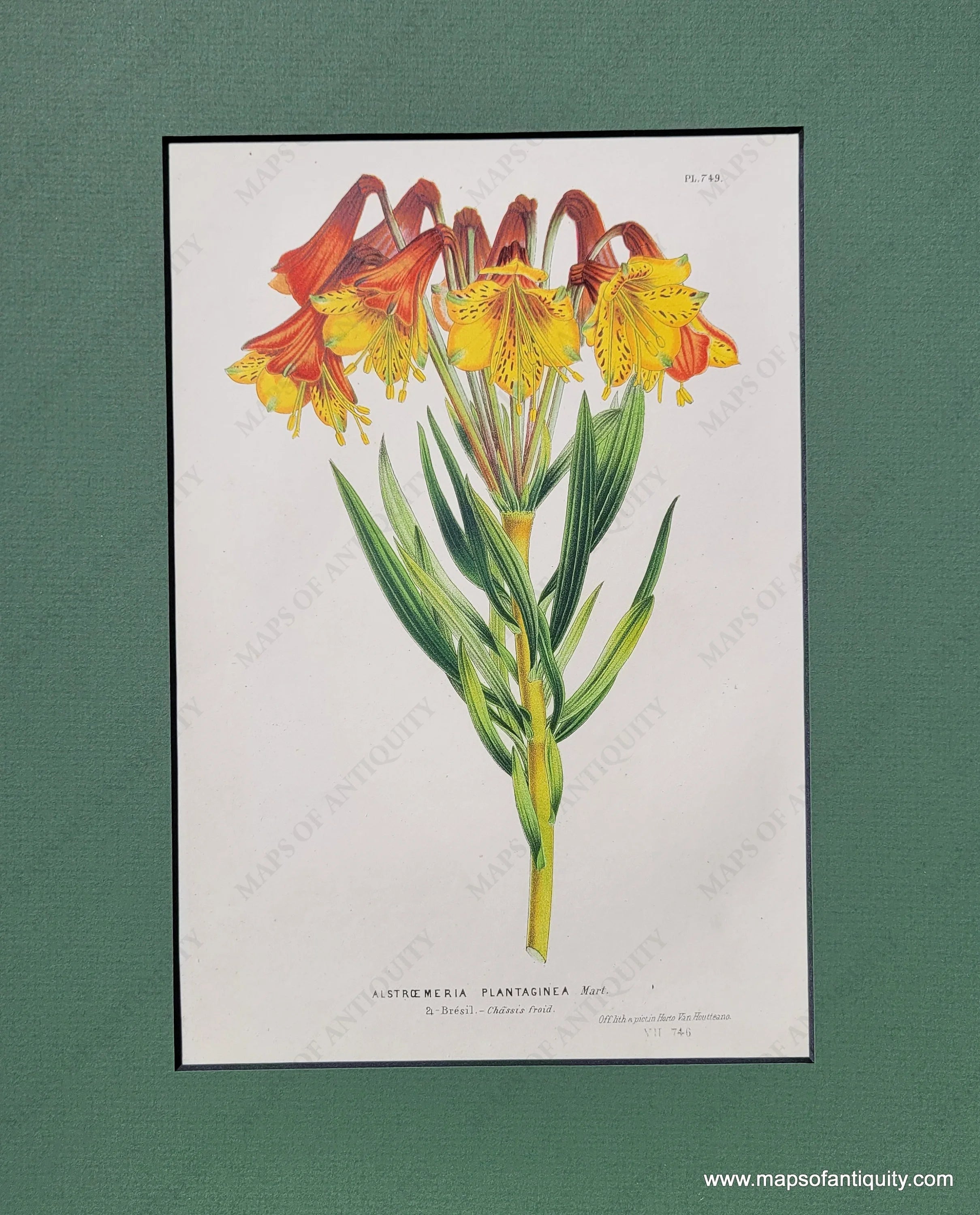 1850 Antique print Lily, Alstroemeria plantaginea botanical flower ...