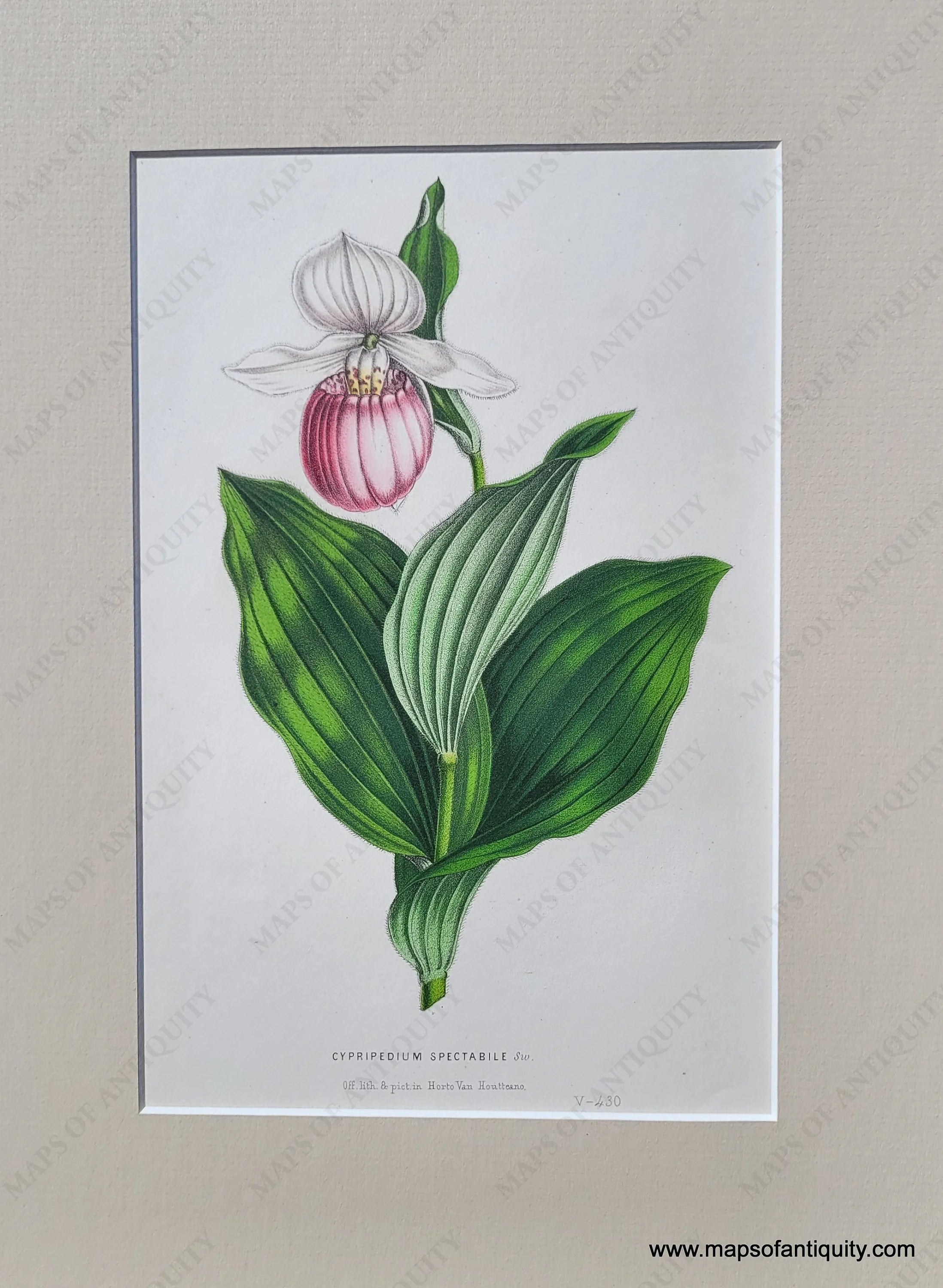 1850 Antique print Lady's Slipper Orchid, Cypripedium spectabile ...