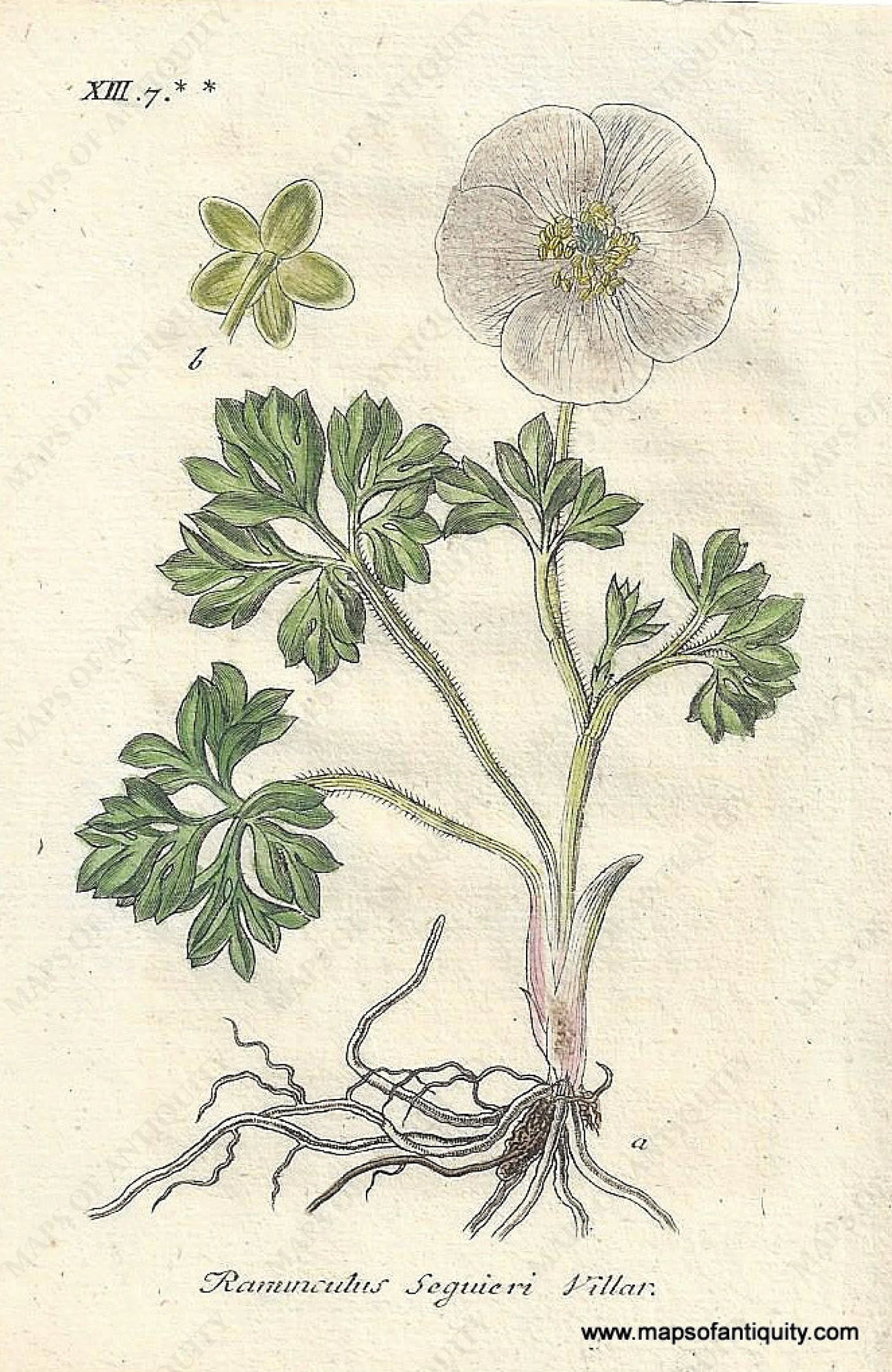 1806 Antique Print Ranunculus seguieri (Seguier's buttercup) – Maps of ...