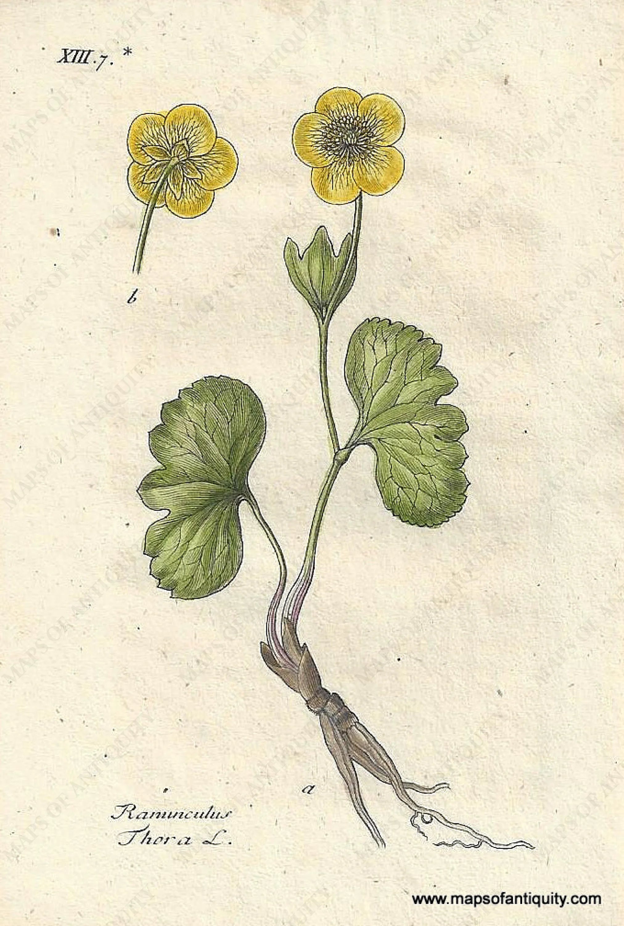 1806 Antique Print Ranunculus thora (Thora Buttercup) – Maps of Antiquity