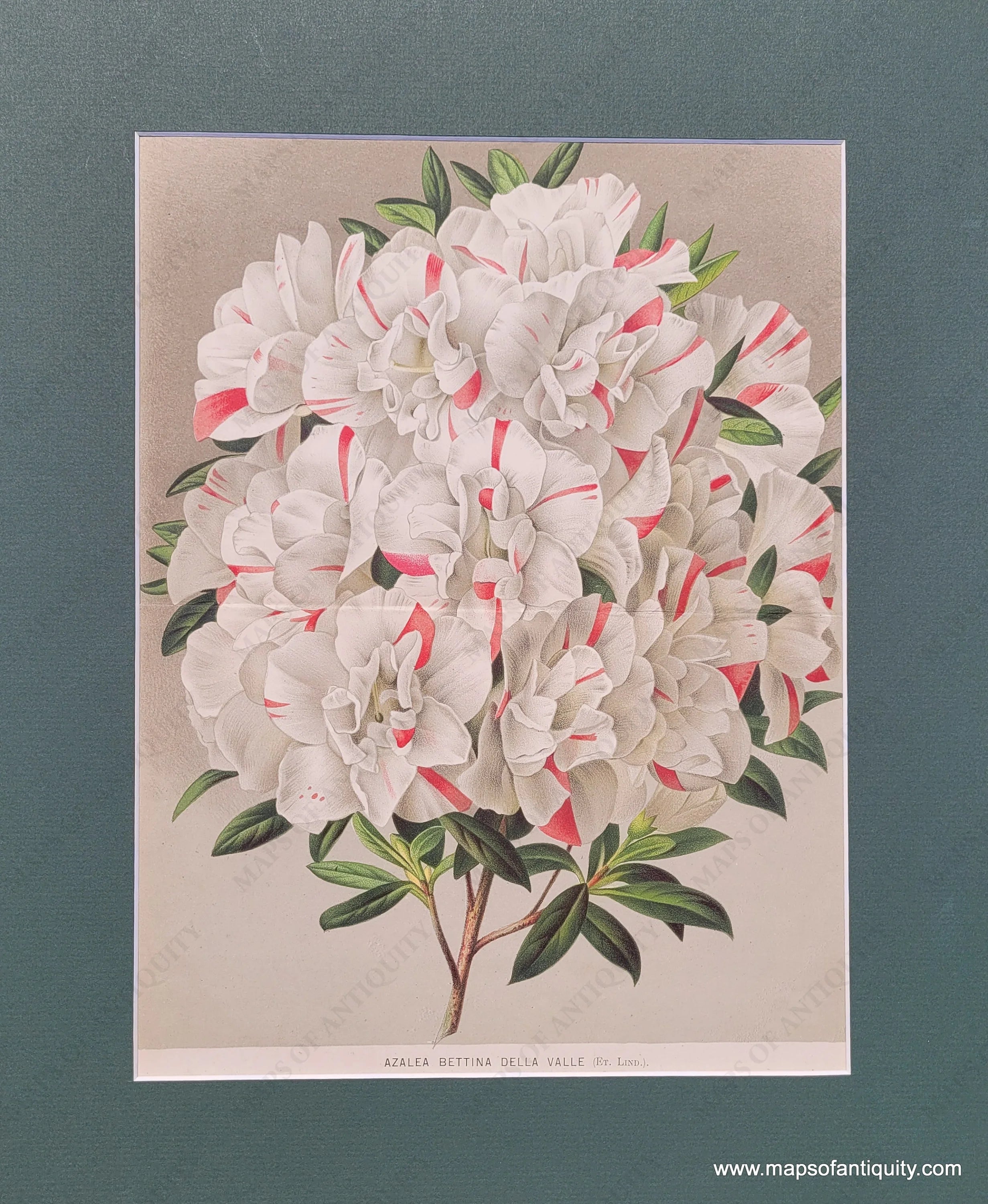 1870 Antique Botanical Print Azalea Bettina Della Valle (Et. Lind ...