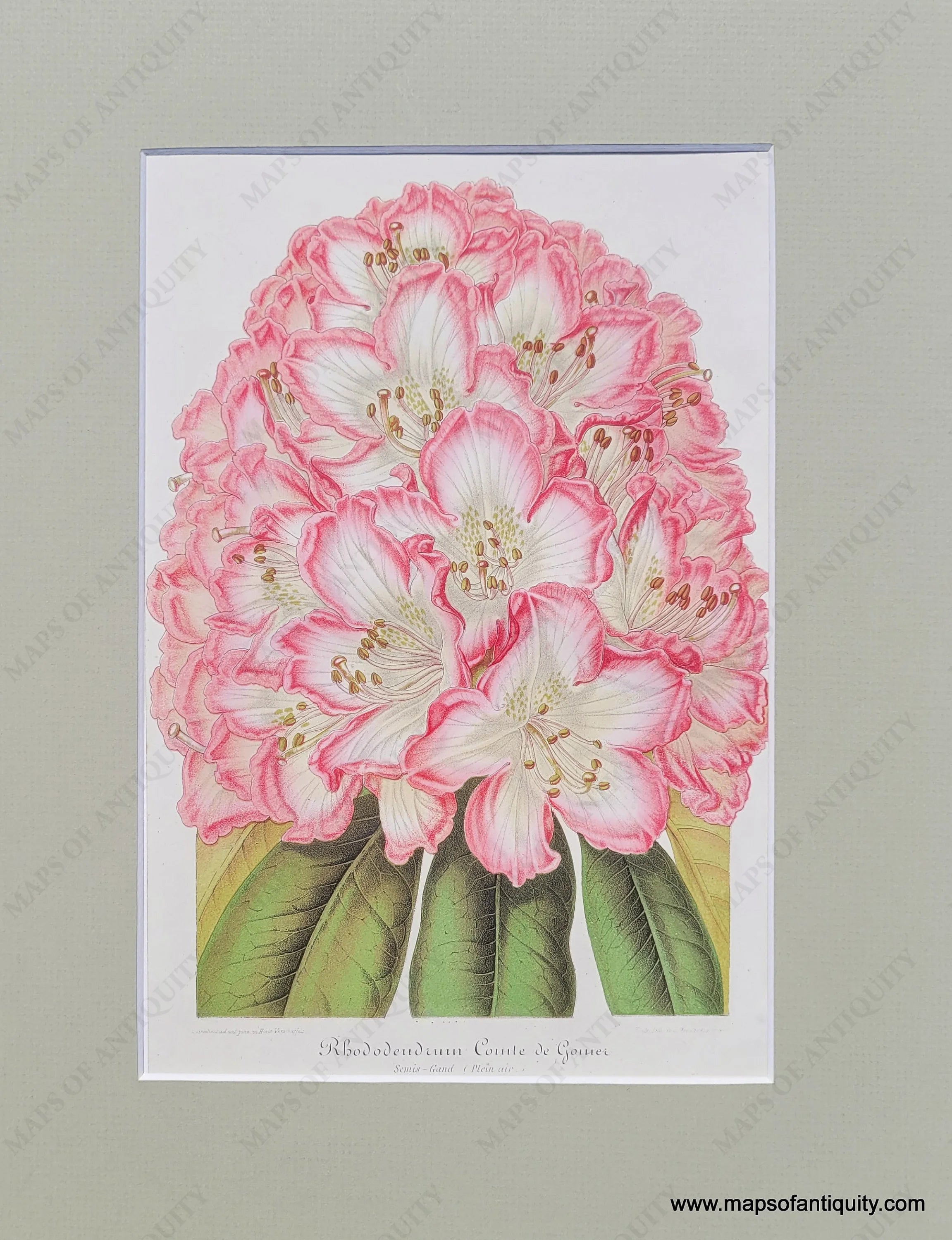 1870 Antique Botanical Print Rhododendrum Comte de Gomer – Maps of ...