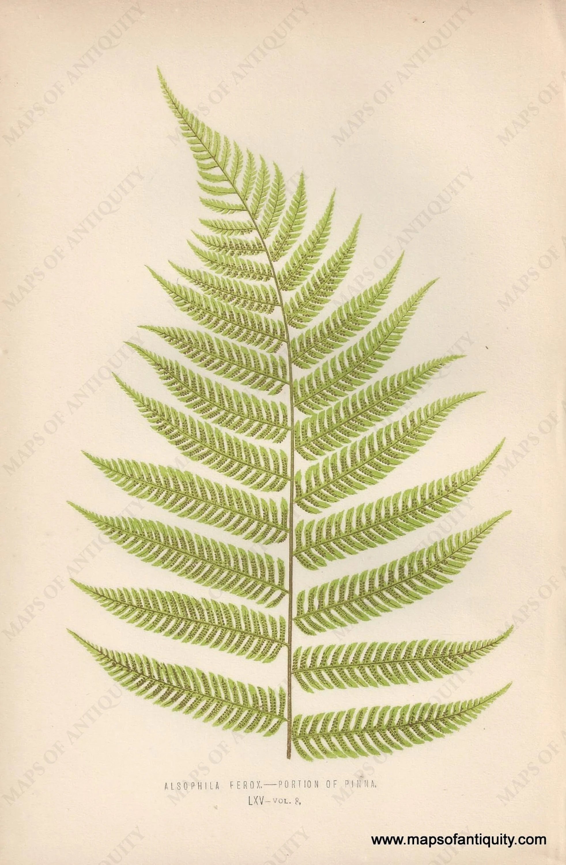 1870 Genuine Antique Print Alsophila Ferox - Portion of Pinna - Fern ...