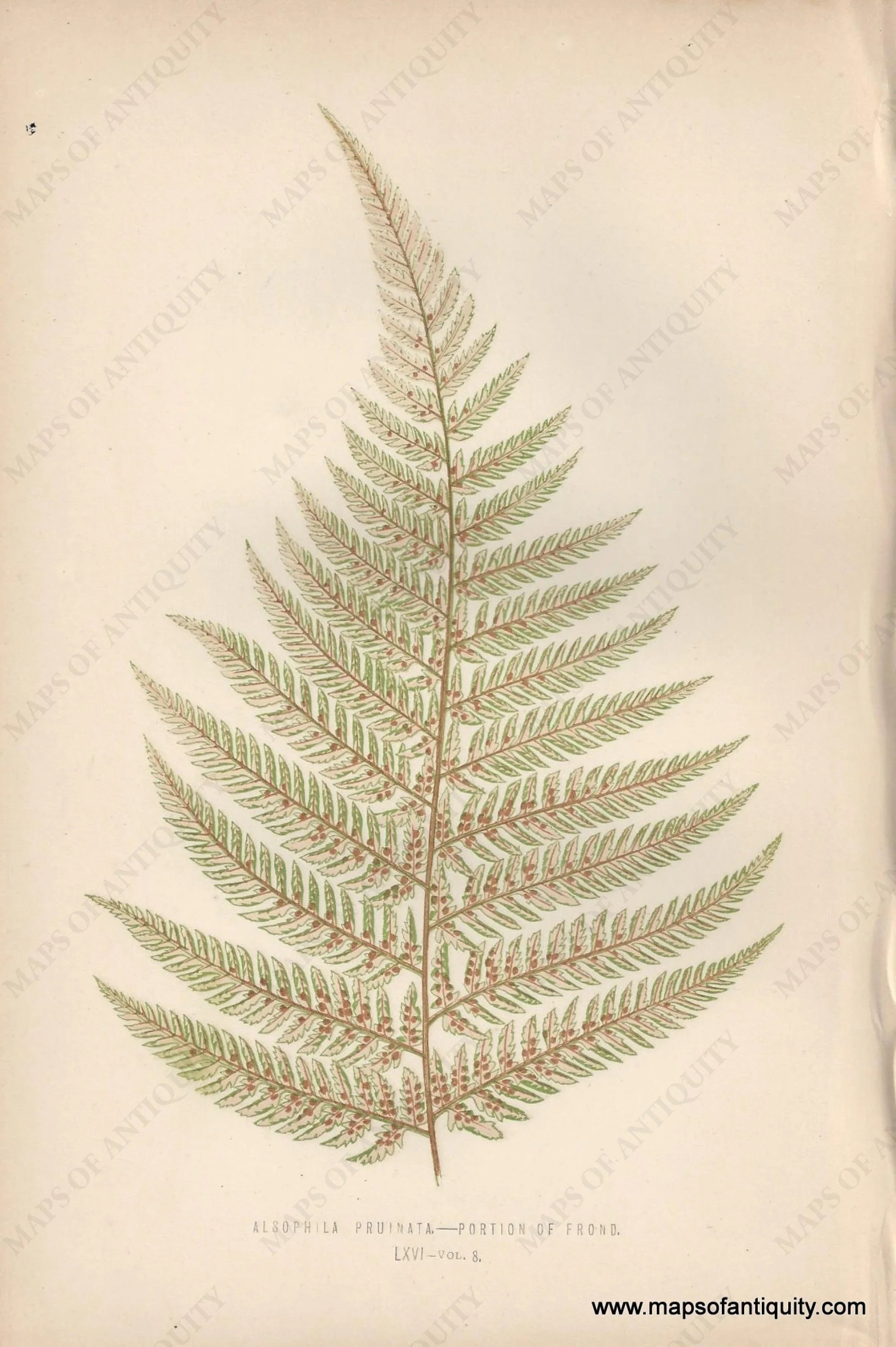 1870 Genuine Antique Print Alsophila Pruniata - Portion of Frond - Fern ...