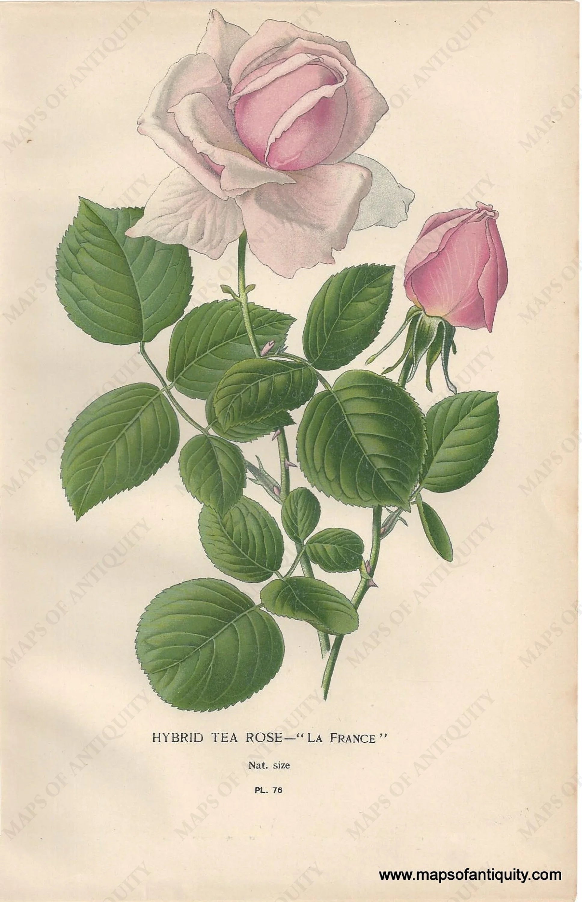 1896 Genuine Antique Print Hybrid Tea Rose - "La France" – Maps of ...