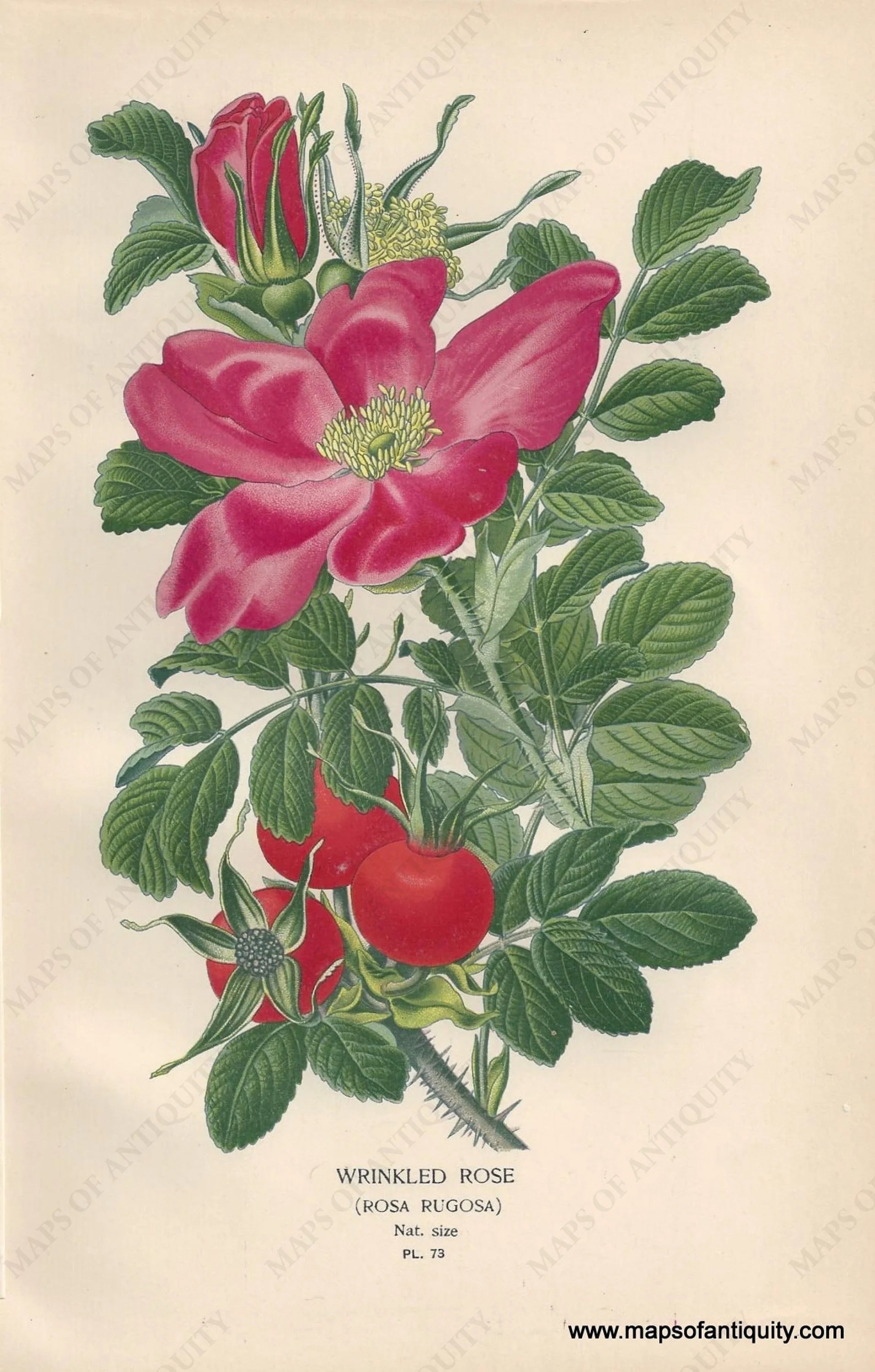 1896 Genuine Antique Print Wrinkled Rose (Rosa Rugosa) – Maps of Antiquity