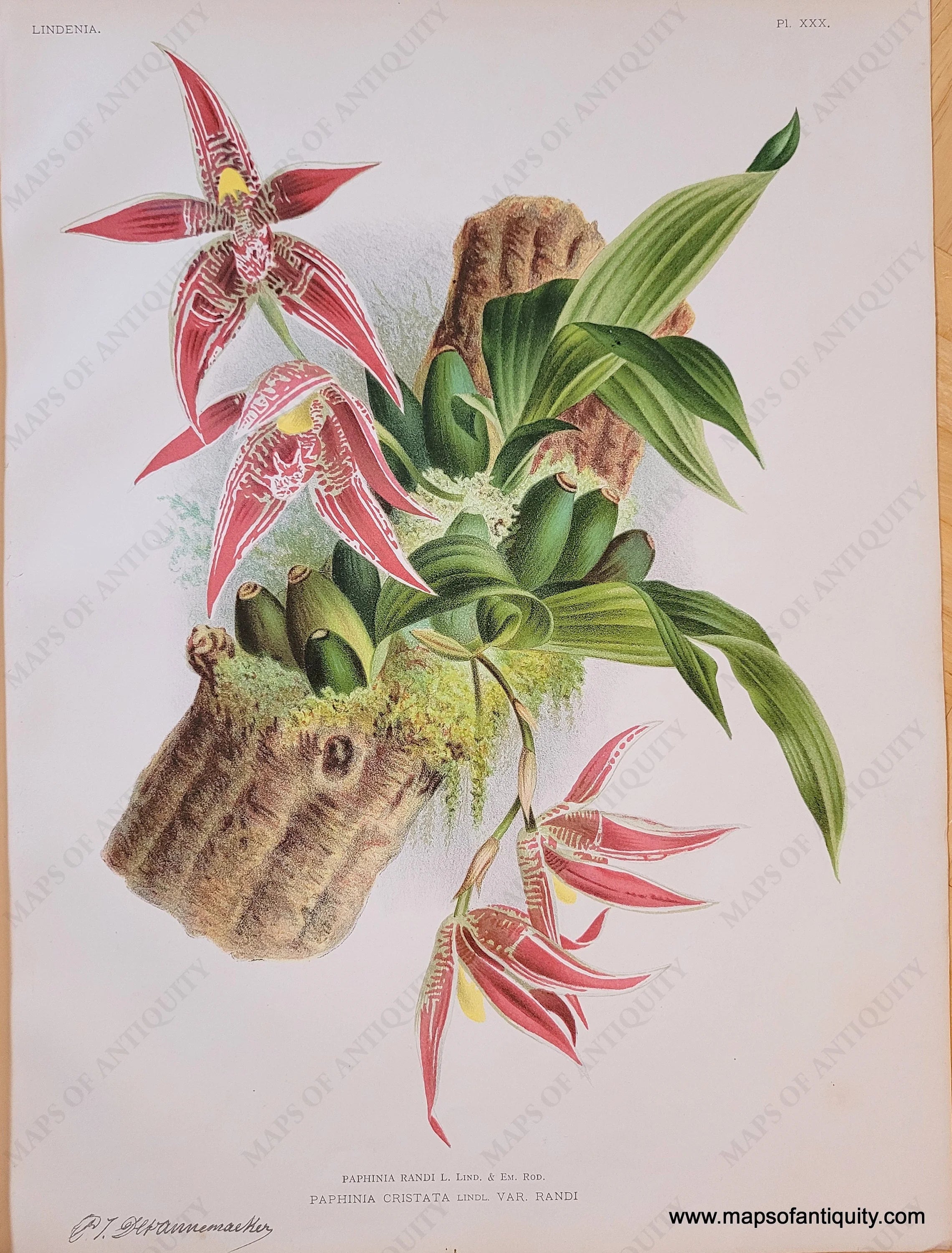 c. 1900 Genuine Antique Chromolithograph Print Paphinia Randi/ Paphinia ...