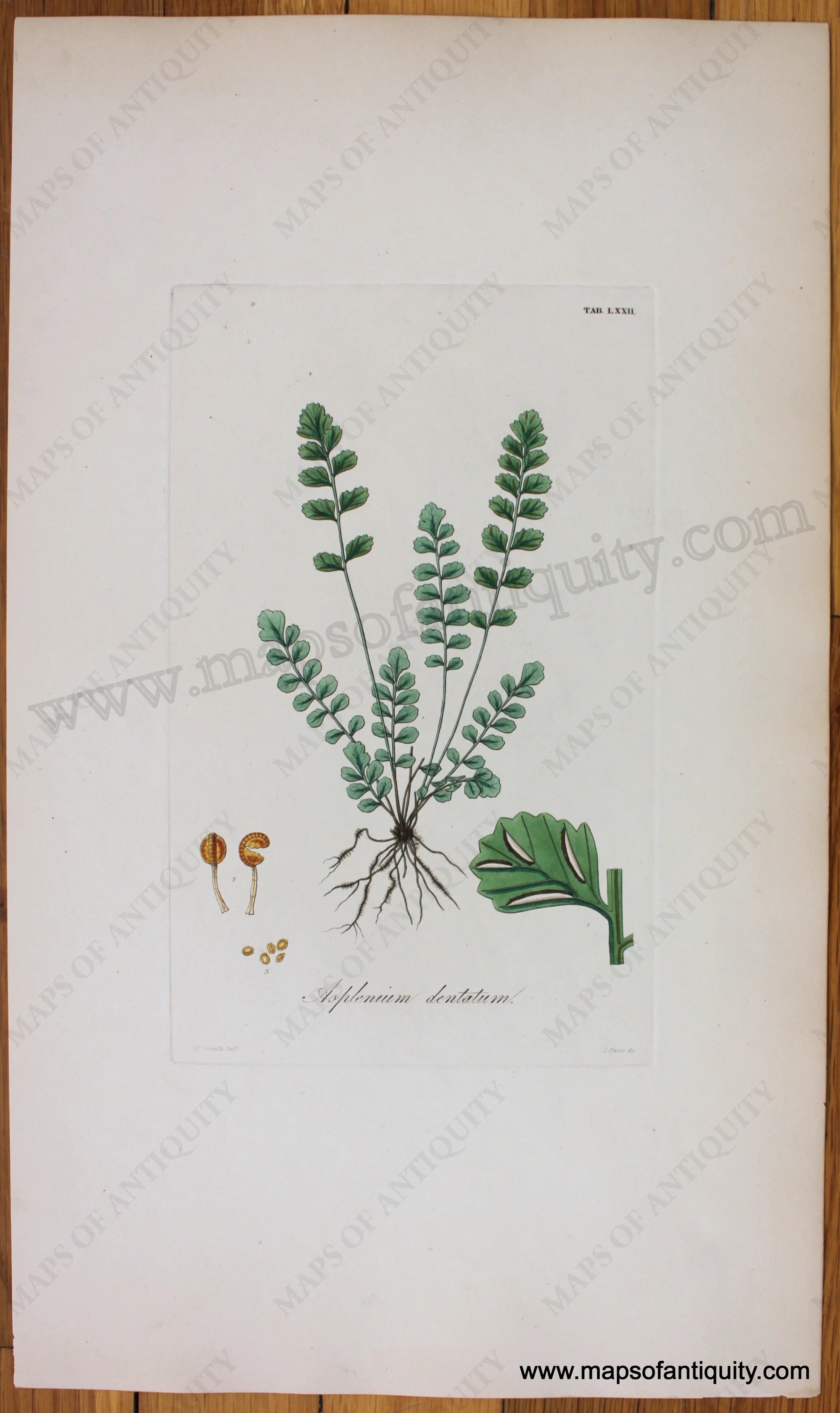 1831 - Asplenium dentatum - Antique Botanical Print – Maps of Antiquity