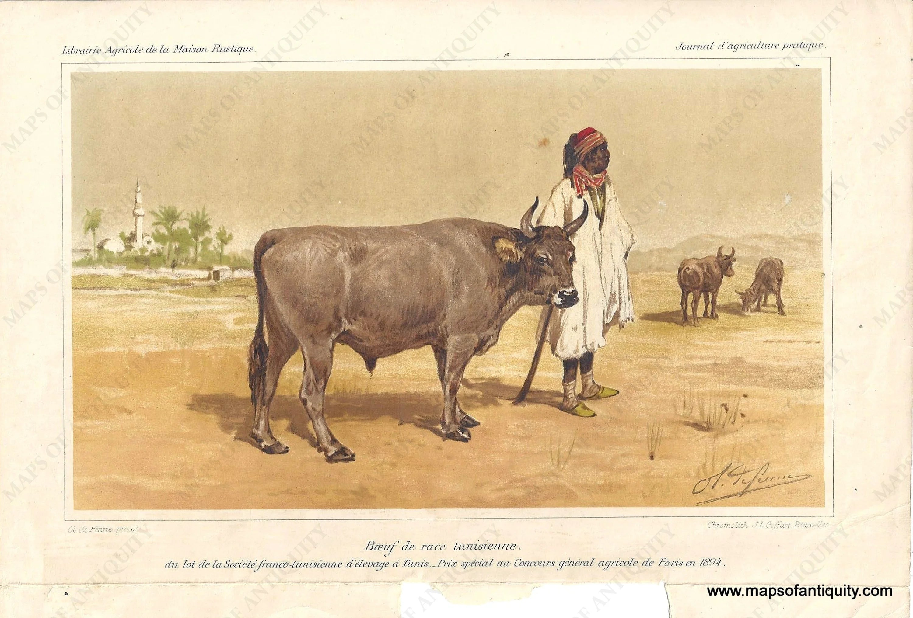 1895 - Boeuf de race tunisienne (Tunisian Bull) - Antique Print – Maps ...