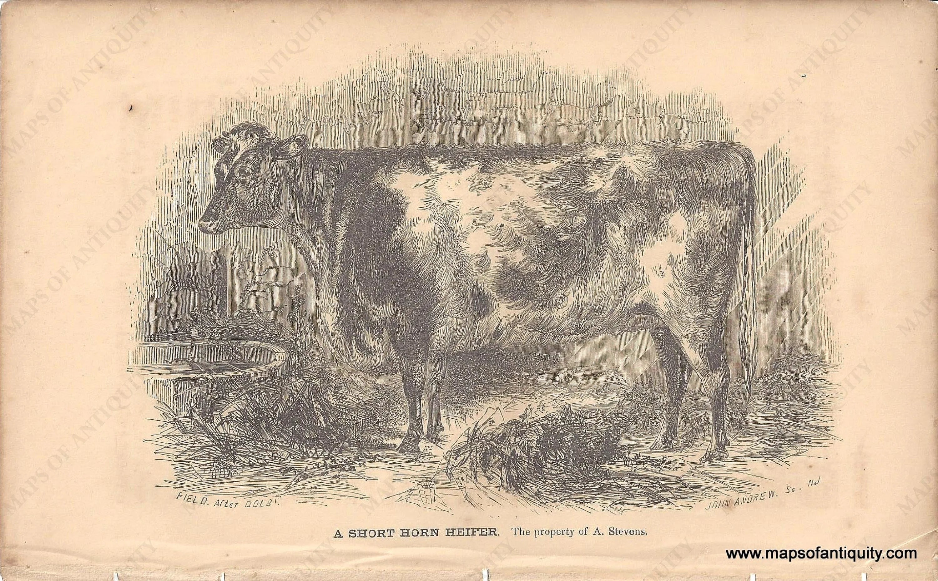 1840s - A Short Horn Heifer - Antique Print – Maps of Antiquity