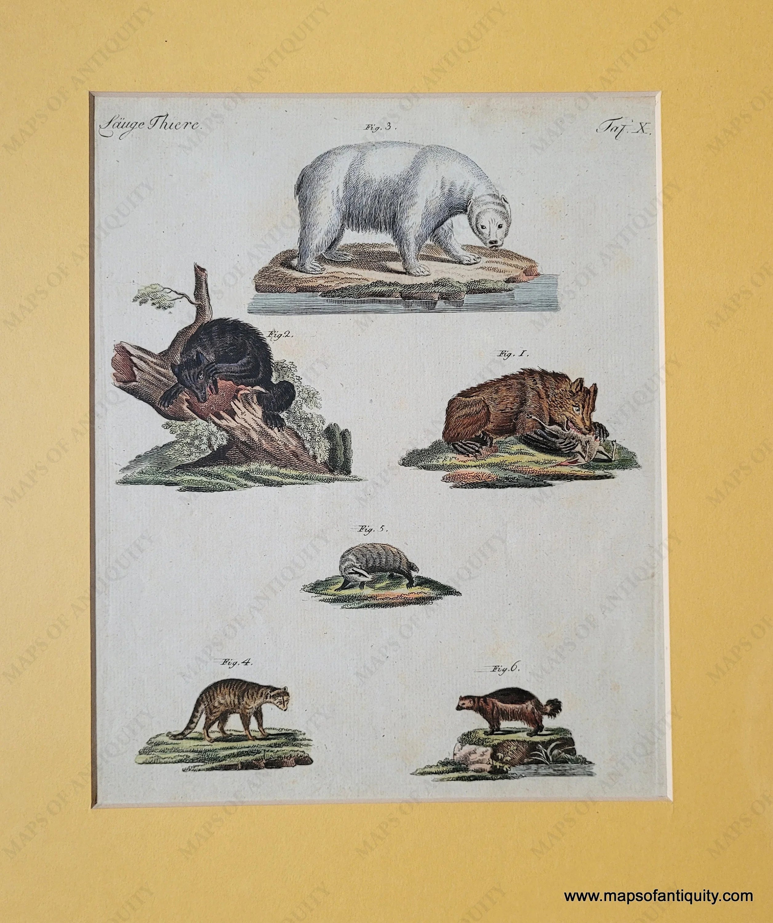 1800 Genuine Antique Print Bears and other omnivorous animals – Maps of ...