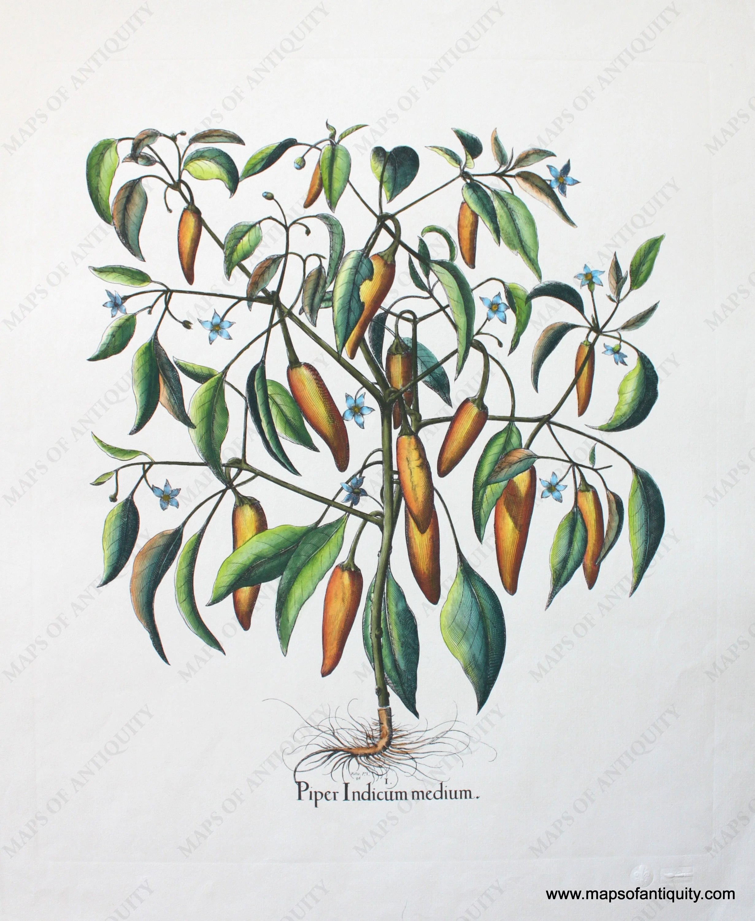 Piper Indicum medium - Reproduction – Maps of Antiquity