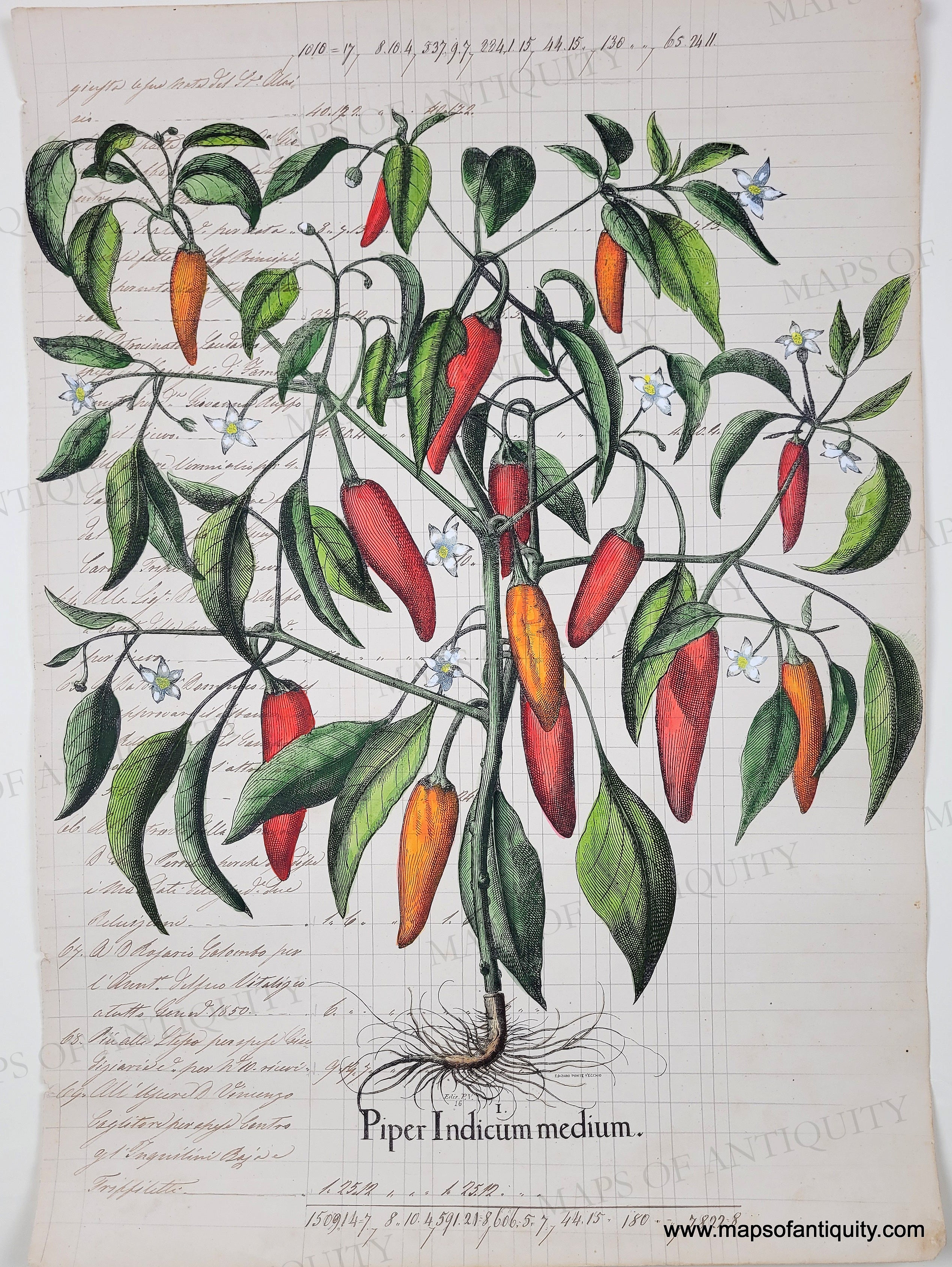 Piper Indicum medium - Peppers - Reproduction on Antique Paper – Maps ...