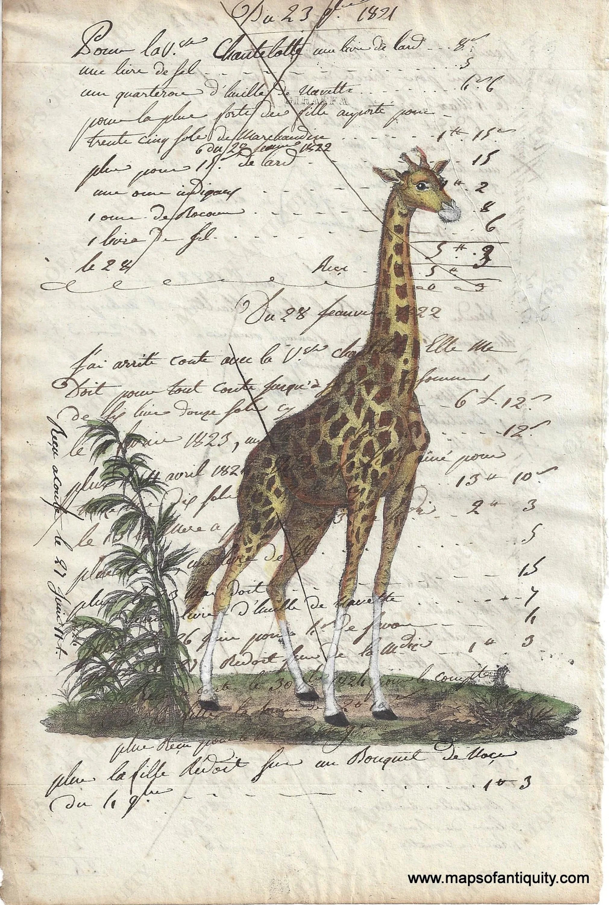 Giraffa - Giraffe (Reproduction on Antique Paper) – Maps of Antiquity