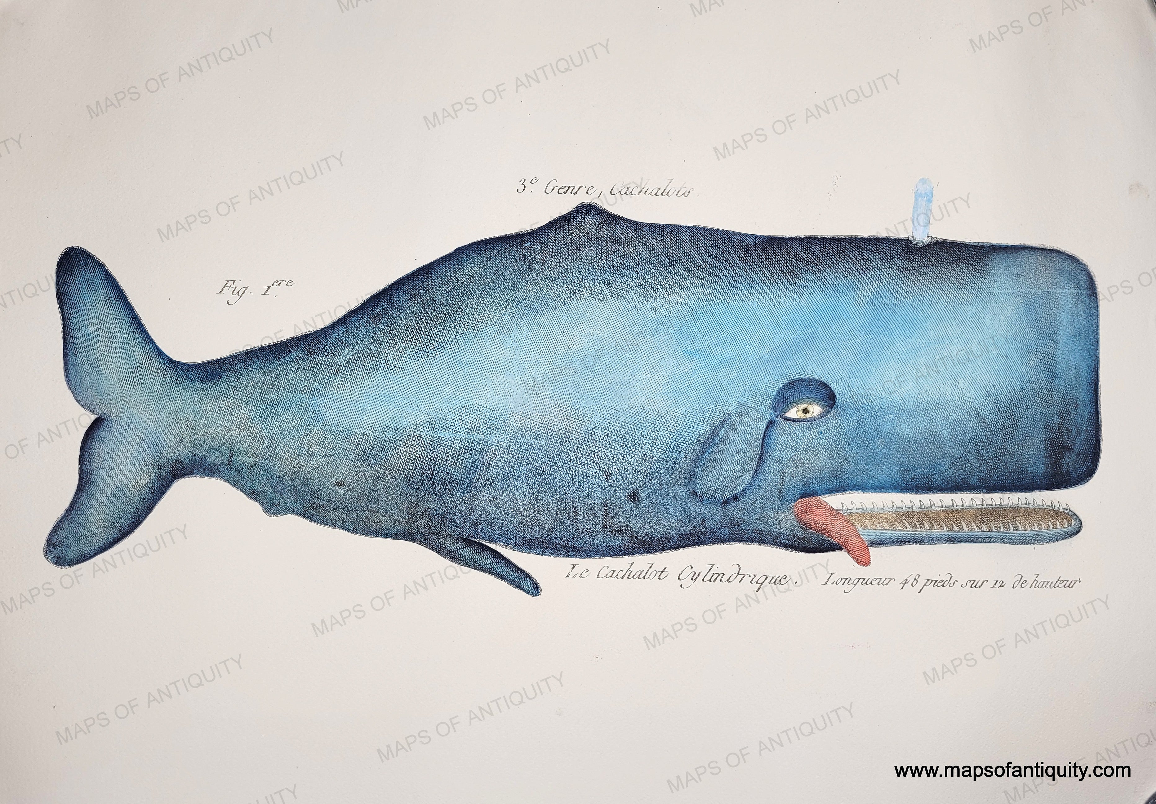 Sperm Whale (Reproduction) – Maps of Antiquity