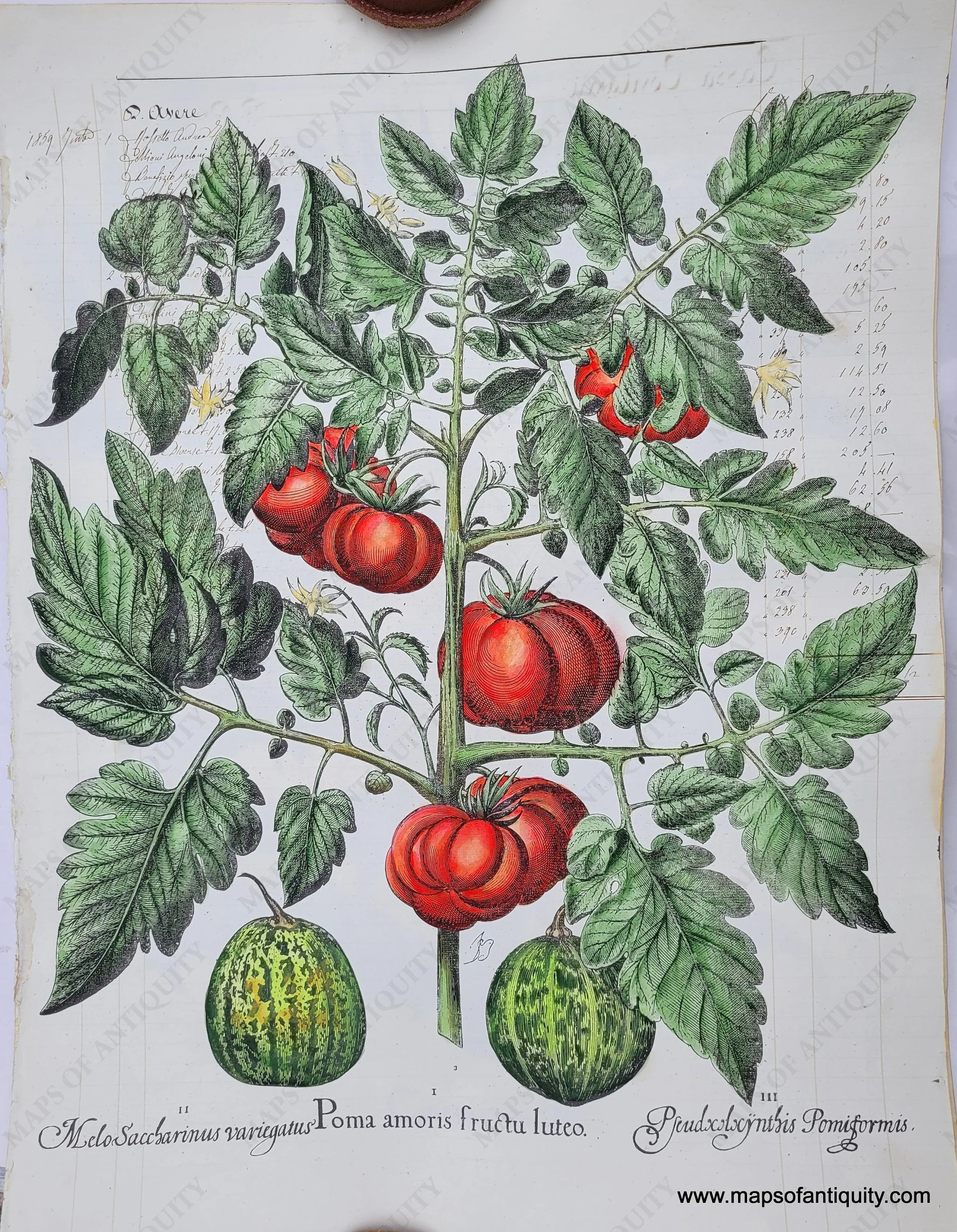 Reproduction Specialty Hand-Made Reproduction on Antique Paper Tomato ...