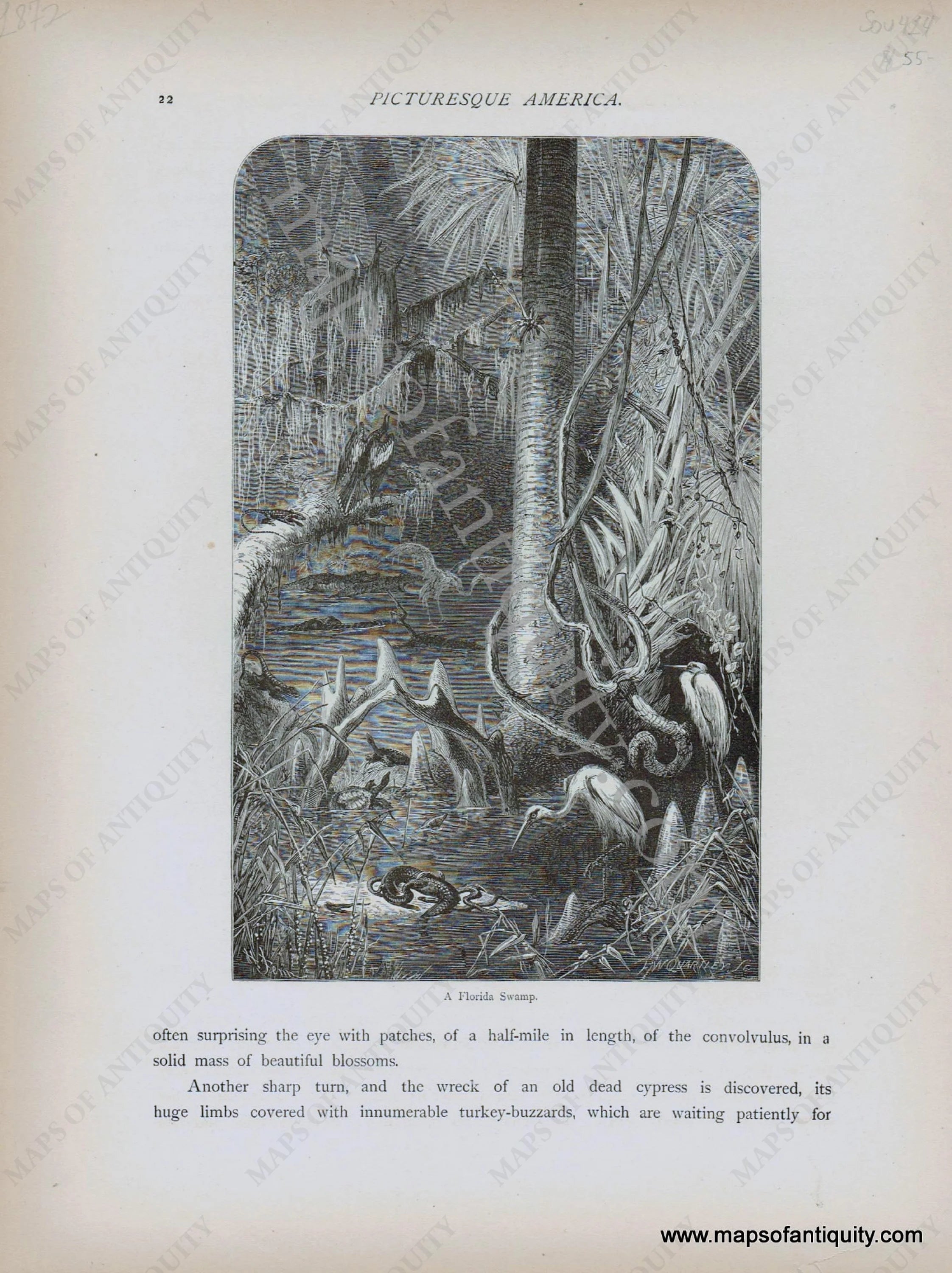 1872 - A Florida Swamp - Antique Print – Maps of Antiquity
