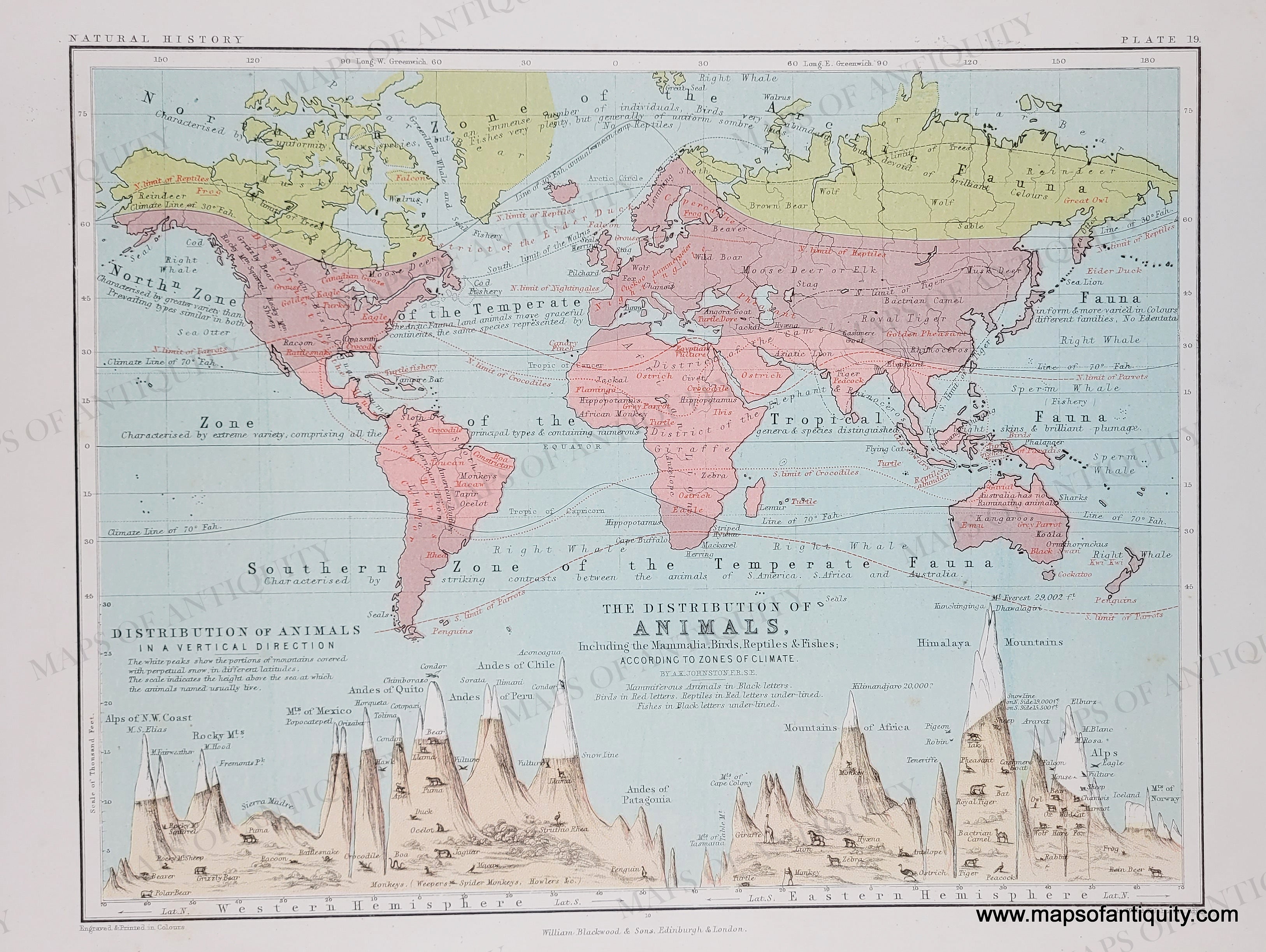 1869 Genuine Antique Map The Distribution of Animals, Including the ...